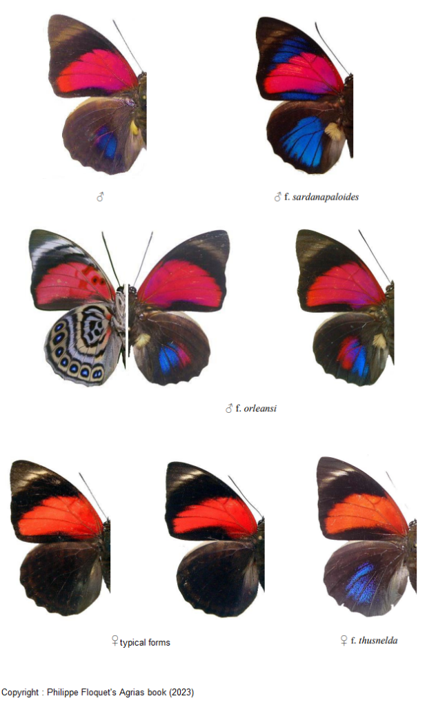 Agrias claudina lugina - AgriasButterflies.com