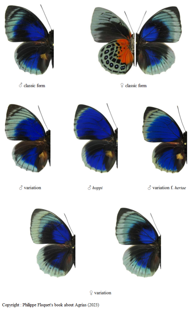 Agrias hewitsonius beatifica - AgriasButterflies.com