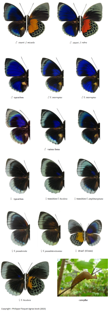 Agrias hewitsonius stuarti - AgriasButterflies.com