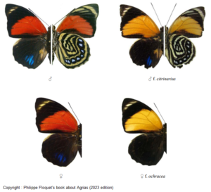 Agrias amydon tryphon - AgriasButterflies.com